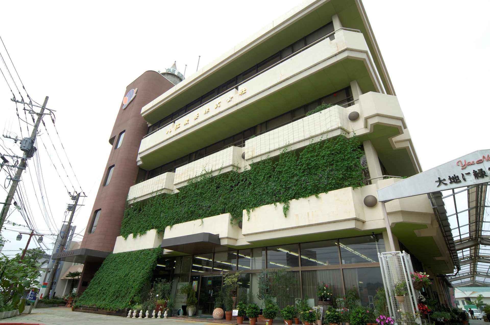 Yae Seed Japanese Vegetable and Flower Seeds - Japanese Seed Company ...