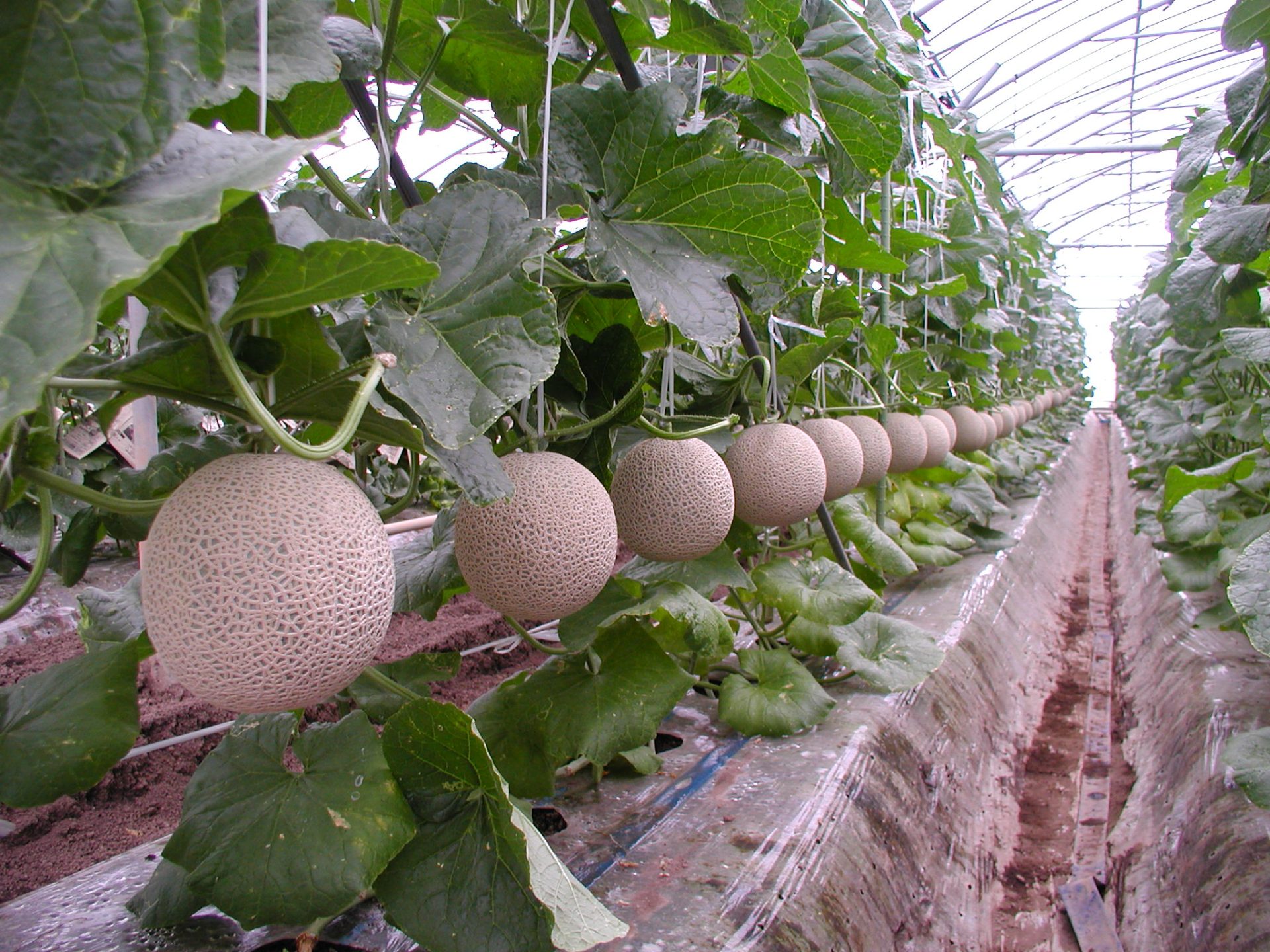 Yae Seed Japanese Vegetable and Flower Seeds - Japanese Seed Company ...