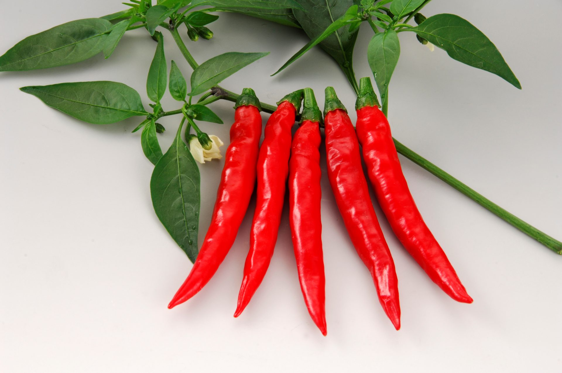 Fireworks - Yae Seed Japanese Vegetable and Flower Seeds