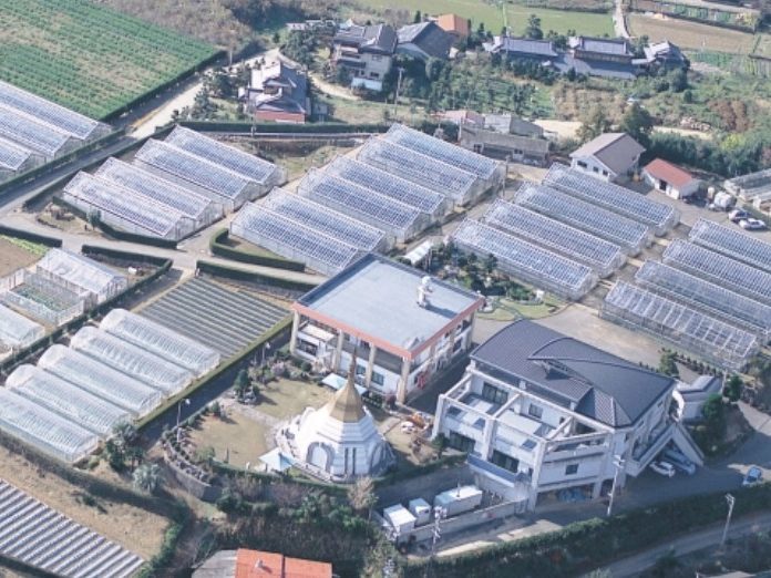 Yae Seed Japanese Vegetable and Flower Seeds - Japanese Seed Company ...